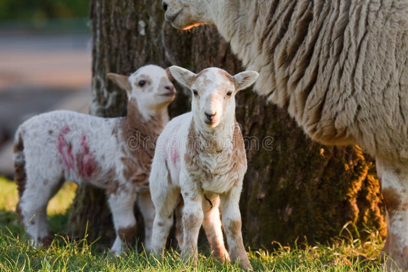 Lambs with mother stock image. Image of industry, aries - 22616899