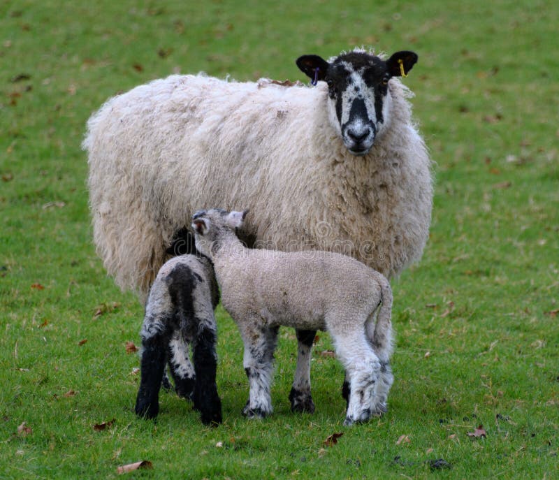 Lambs and mother stock image. Image of ceri, henleyonthames - 184527385