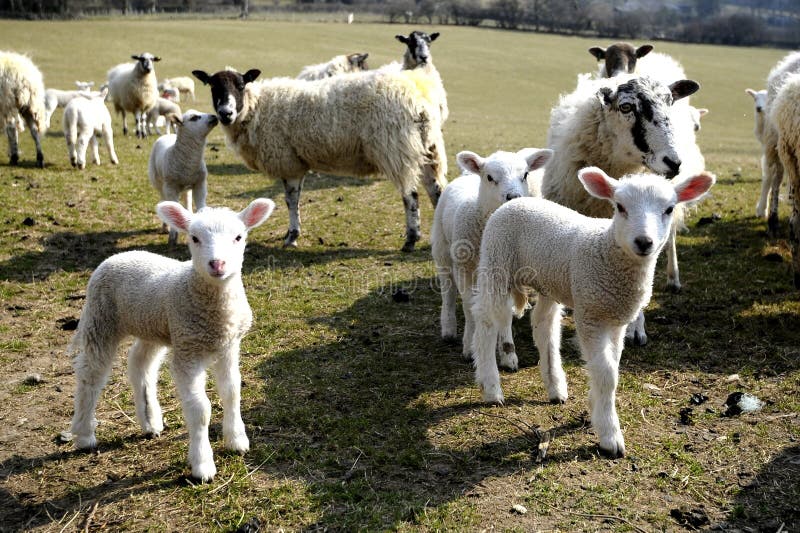Spring Lambs Looking Directly at You Stock Image - Image of forest ...
