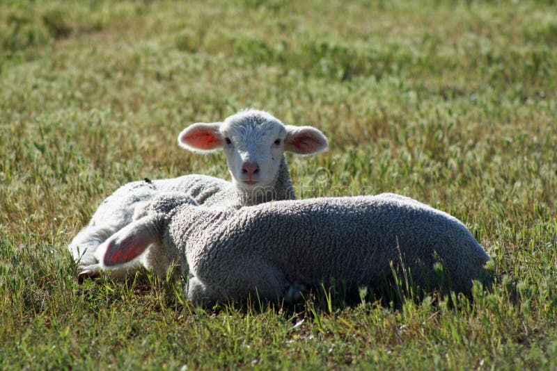 Lambs Resting in the Field stock photo. Image of mammal - 203852198