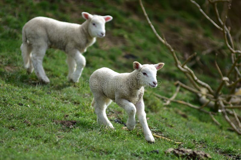 Lambs running stock photo. Image of animal, care, field - 2455210