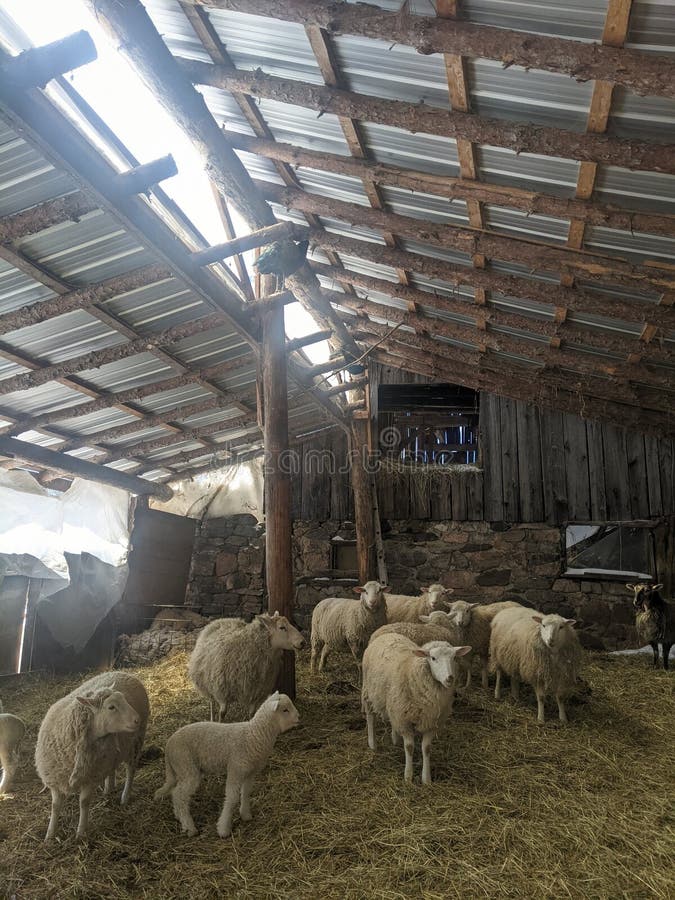 Lambs and Sheep in a barn stock image. Image of livestock - 310140949