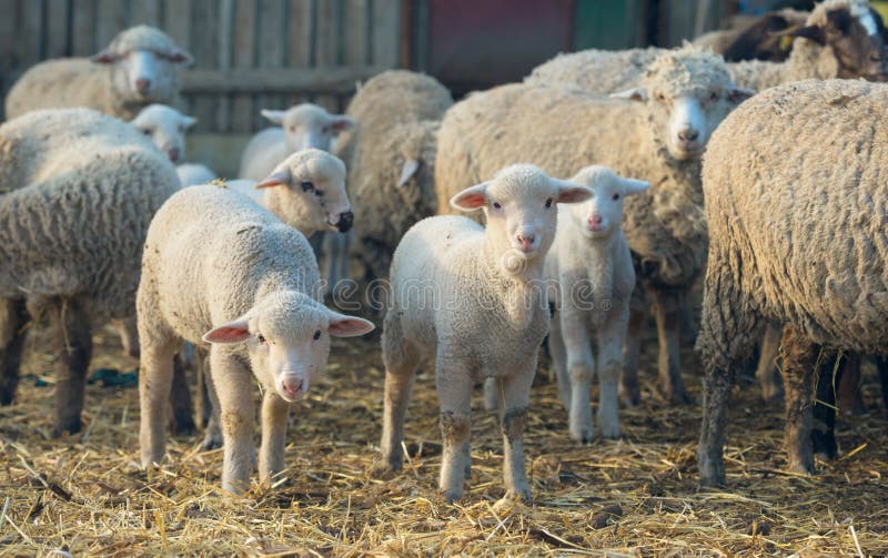 Lambs and sheep at farm stock photo. Image of flock, mother - 69952386