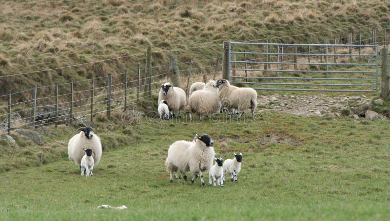 Lambs and sheep running stock photo. Image of energetic - 2225388