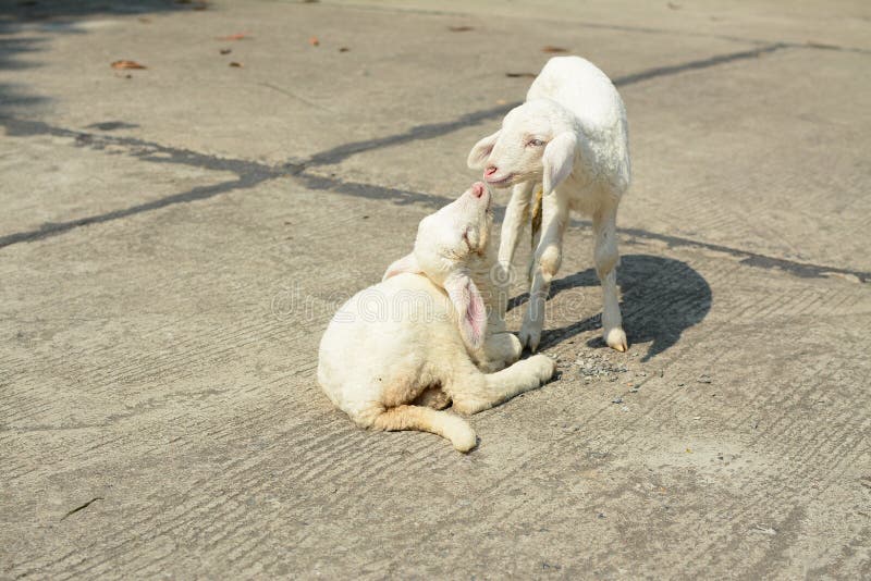 169 Sheep Kiss Photos - Free & Royalty-Free Stock Photos from Dreamstime