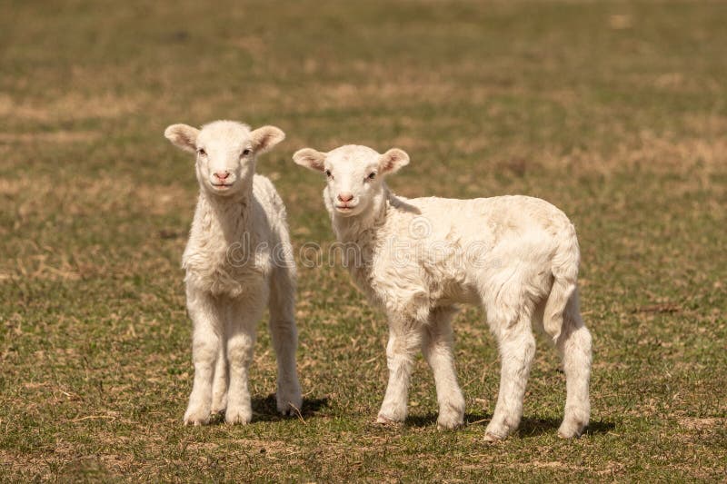 Adorable Spring Lambs in Pasture on Farm in Lancaster County, Pa Stock ...