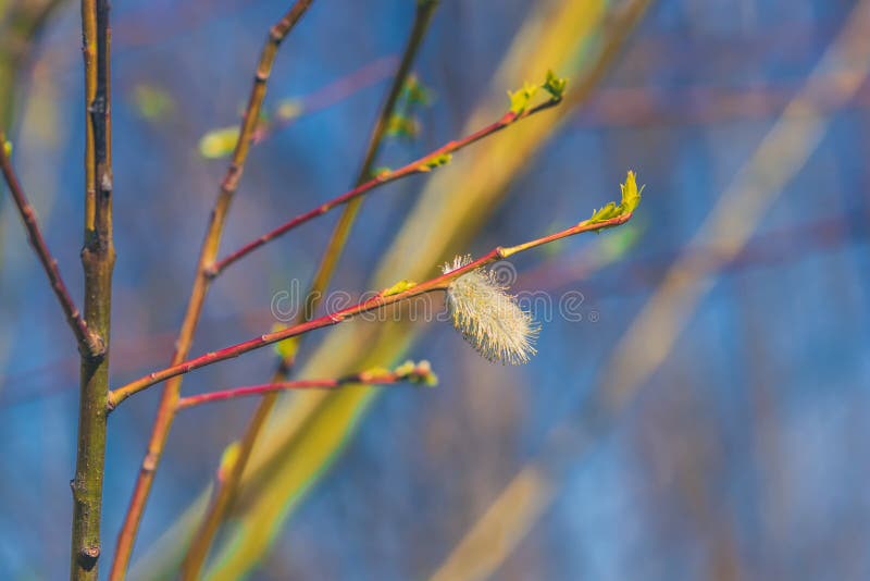 Lambs Tail Plant in Spring Fresh Nature Stock Image - Image of ...