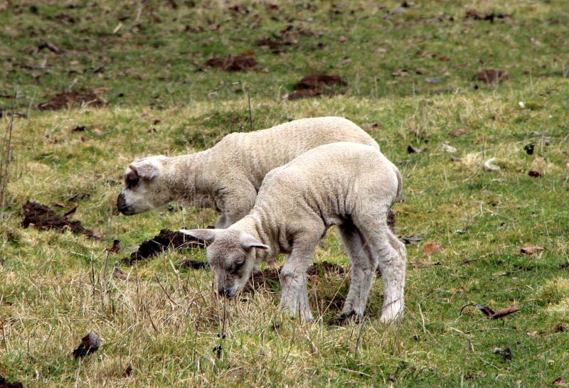Lambs, Two Lambs Graze in Their Field in Summer Stock Photo - Image of ...
