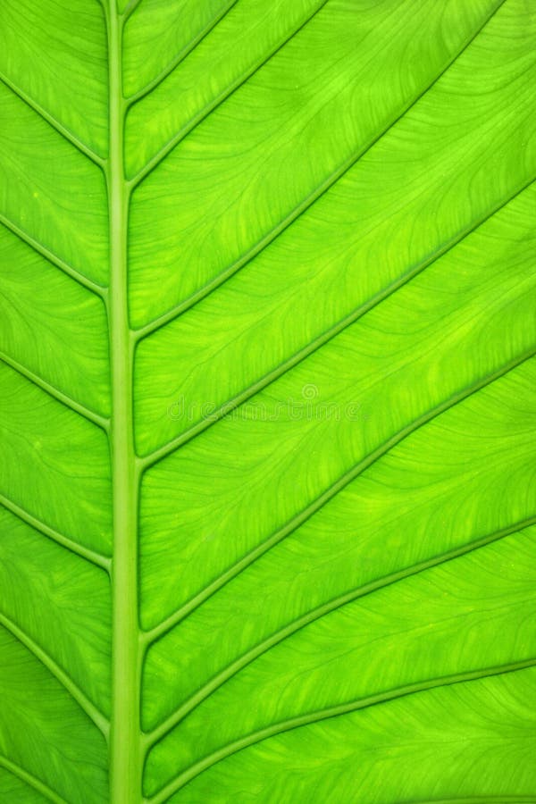 Vert Avocat Color Pictures And Images - RGB Color Hex Code [#80C000 - 23%]