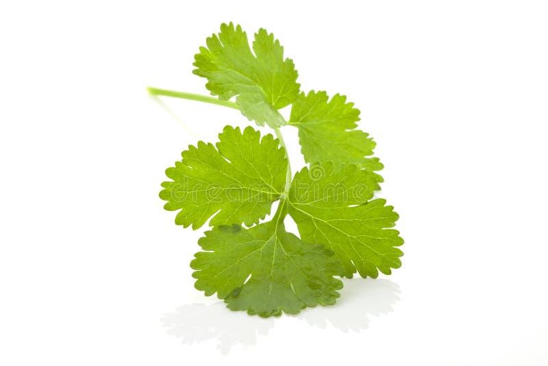 La Feuille De La Coriandre Sur Le Fond Blanc Image stock - Image du ...