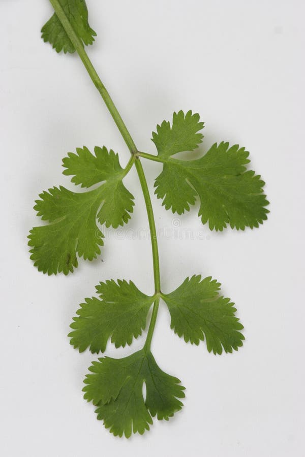 La Coriandre De Feuille De Coriandre Permet Aux Herbes Image stock ...
