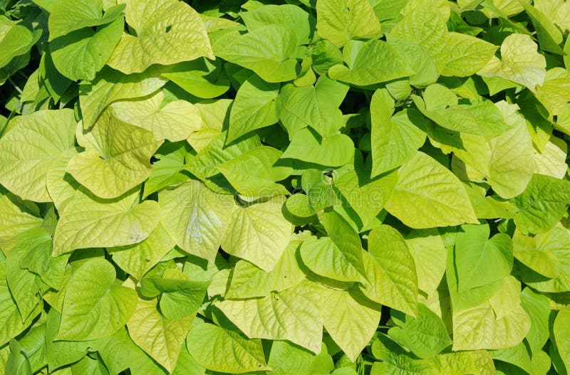 Feuille de patate douce photo stock. Image du vous, haricot - 41088796