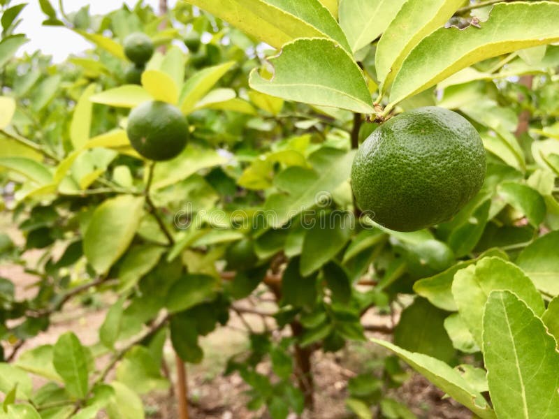 Lame stock photo. Image of hair, fresh, lime, tree, vegetable - 114461736