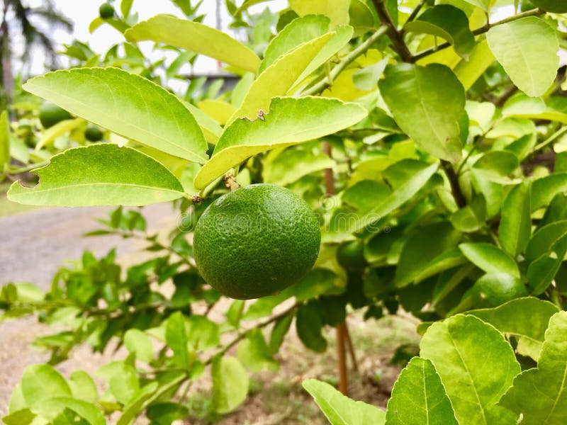 Lame stock photo. Image of bright, healthy, garden, beautiful - 114461738