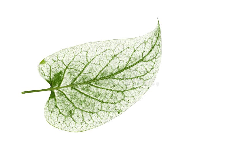 Lame transparente image stock. Image du lame, sensation - 10078947