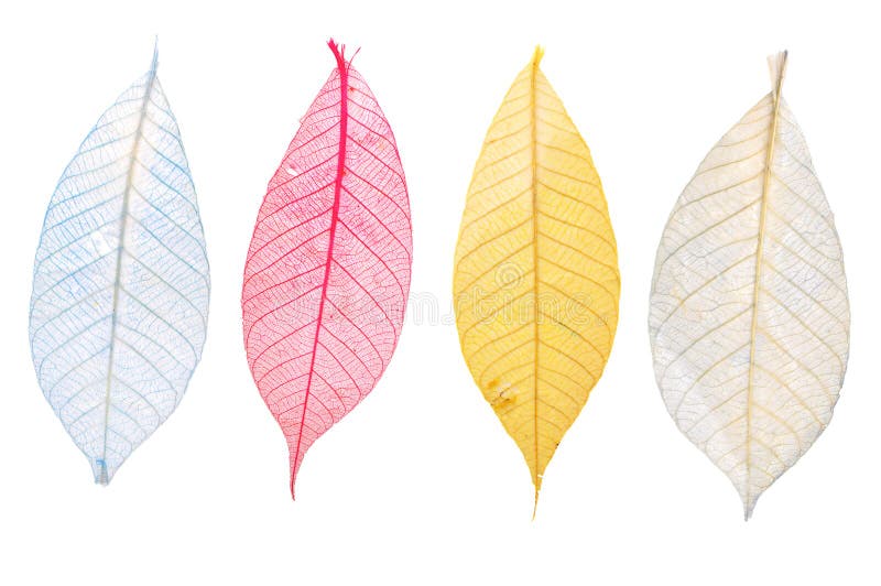 Lame transparente image stock. Image du cheminée, floral - 23760725