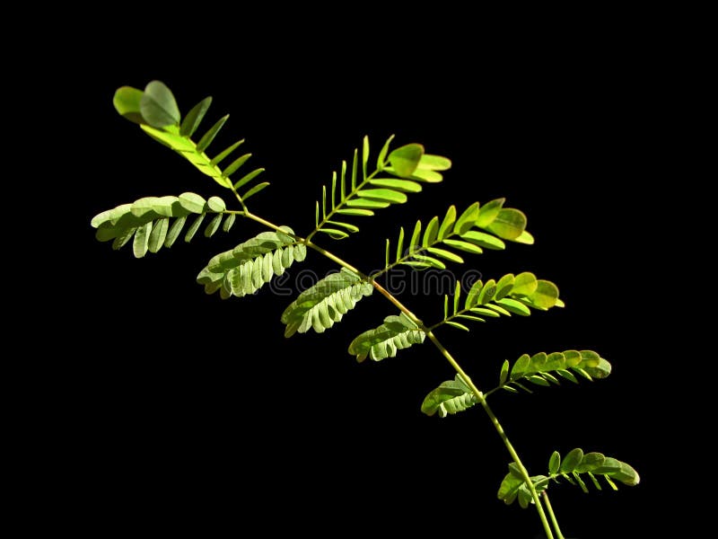 Lame verte image stock. Image du lumière, parallèle, courbe - 12700915