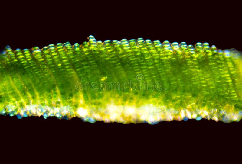 Lamellae of a Moss Leaf, Polytrichum, in Longitudinal Section Stock ...