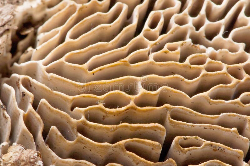 Lamellae stock image. Image of closeup, lamella, mushroom - 36262037