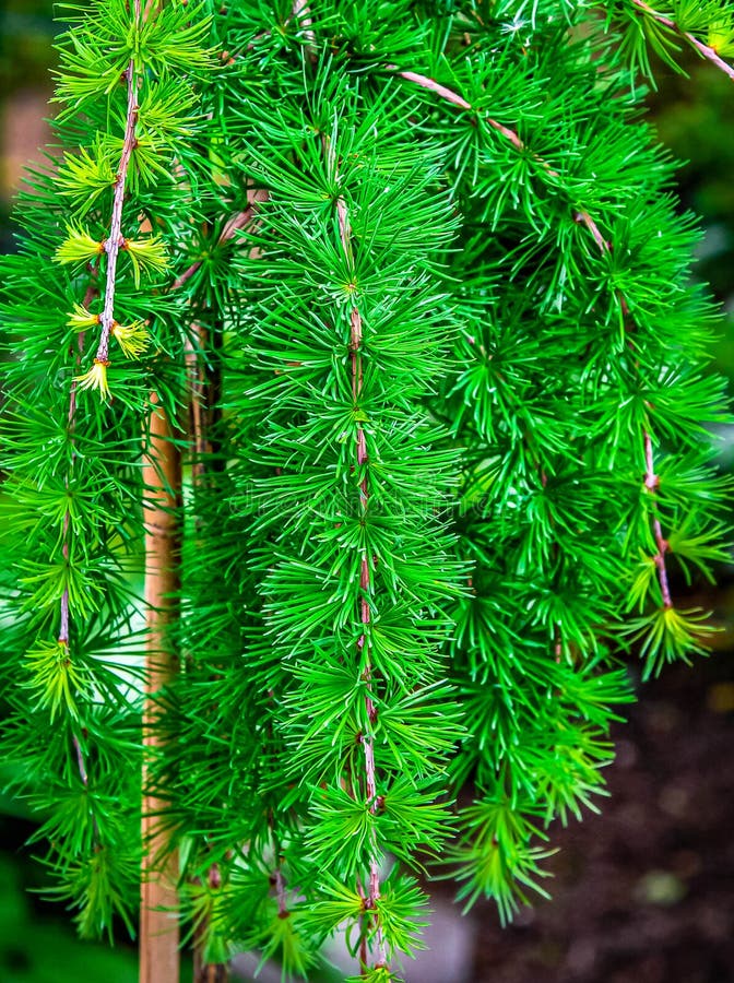 Lamenting Larch on a Stump Grows in the Garden Stock Photo - Image of ...