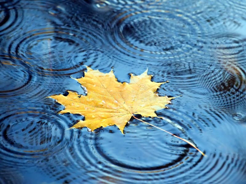 49,607 Photos de Feuilles D Automne Sous La Pluie - Photos de stock ...