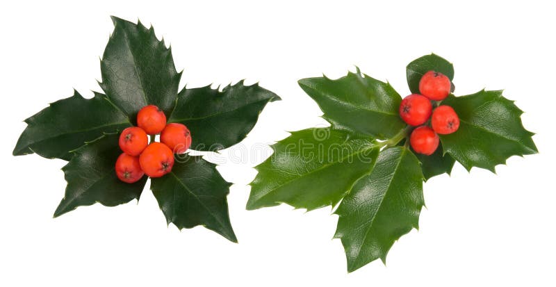 92,946 Photos de Houx - Photos de stock gratuites et libres de droits ...