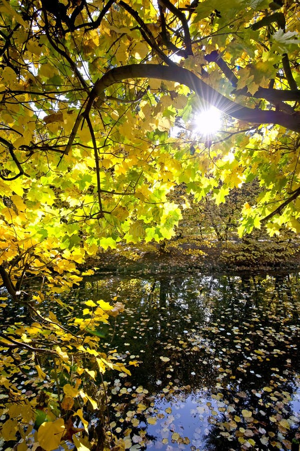 Beau, D'or Paysage D'automne Avec Des Arbres Et Feuilles D'or Au Soleil ...