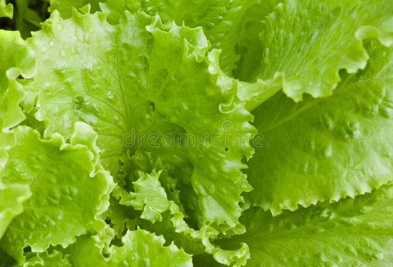 Feuilles Vert Clair De Palmier, Nature Tropicale Image stock - Image du ...