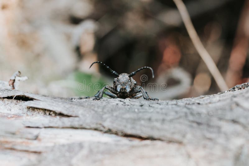 Lamia Textor - Weaver Beetle Insect on a Tree Bark.. Stock Photo ...