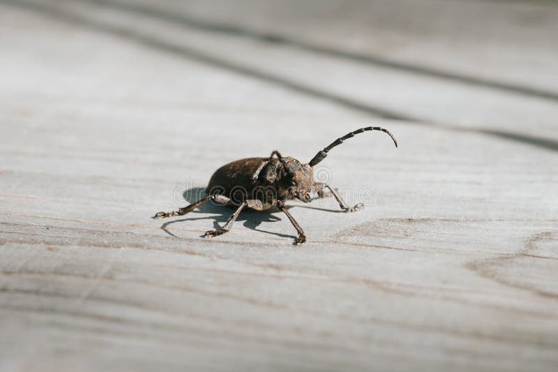 Lamia Textor - Weaver Beetle Insect on a Wooden Board. Stock Photo ...