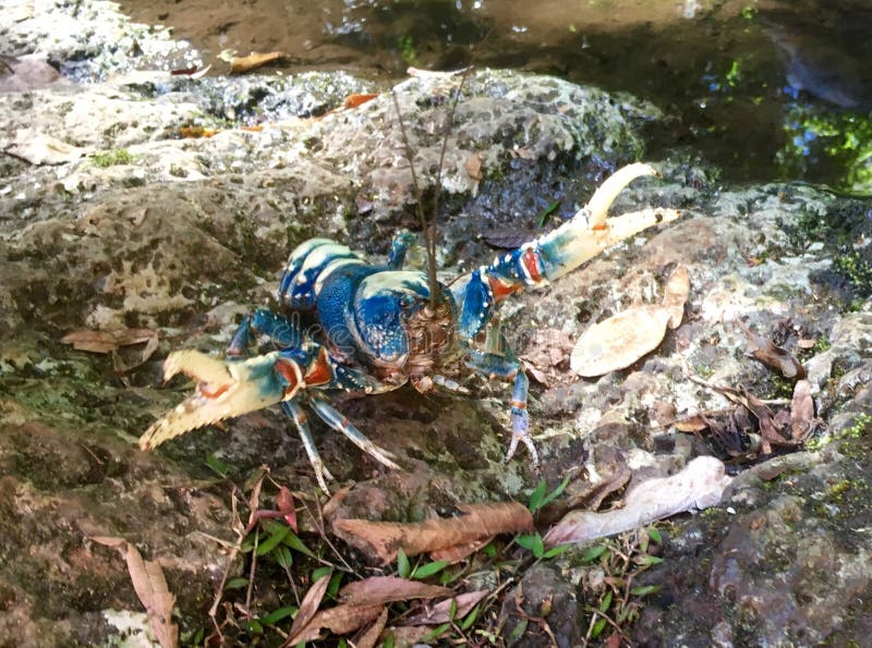 Lamington Spiny Cray stock photo. Image of rock, australian - 65943844