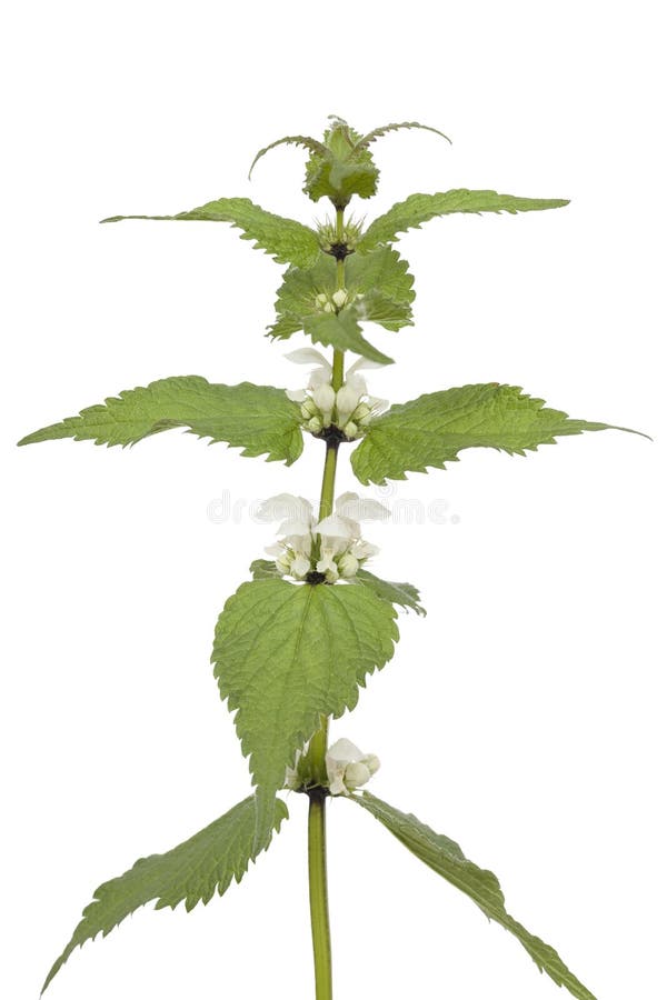 Lamium Album (white Nettle or White Dead-nettle) Stock Photo - Image of ...
