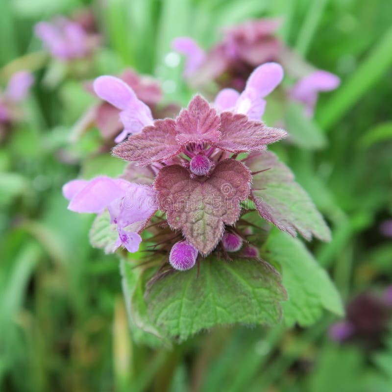 Lamium, Not only Beautiful and Enduring Growing, but Also a Strong ...