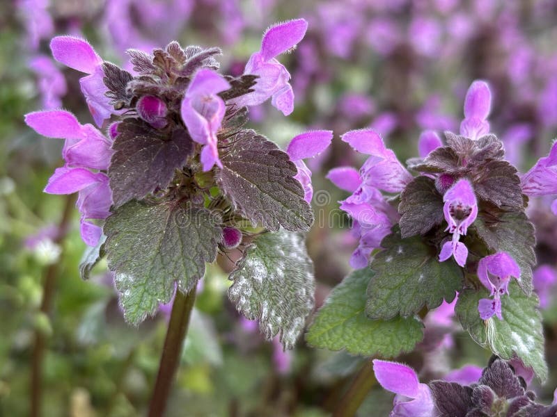 Lamium purpureum stock photo. Image of flower, garden - 370620016