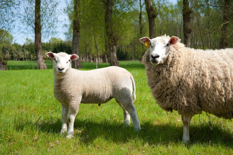 Lamm stockbild. Bild von kind, sekundärteilchen, sommer - 15029377