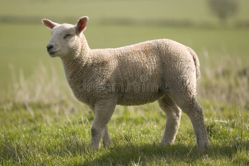 Lamm stockfoto. Bild von wollen, wiese, sonderkommando - 2138736