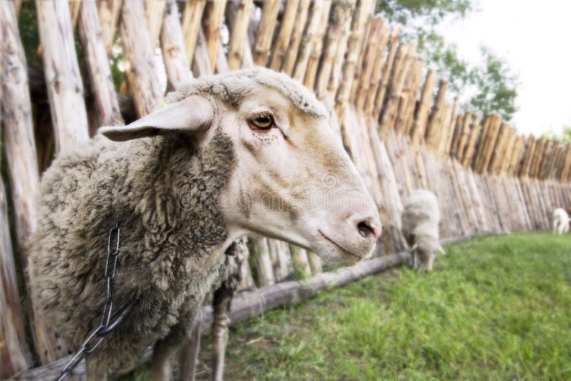 Lamm stockfoto. Bild von industrie, nahrung, lamm, tiere - 29483652