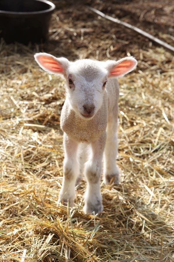 Stolt, söt lammunge arkivfoto. Bild av gulligt, oklarhet - 55552504