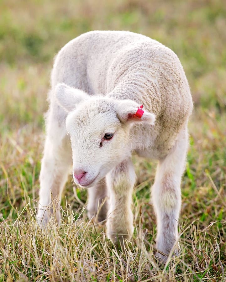 Lamm stockbild. Bild von tier, flaumig, ohren, unschuldig - 43892947