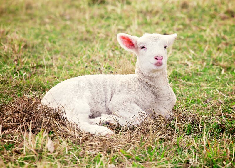 Lamm stockbild. Bild von wollen, frühling, neugeboren - 57383965