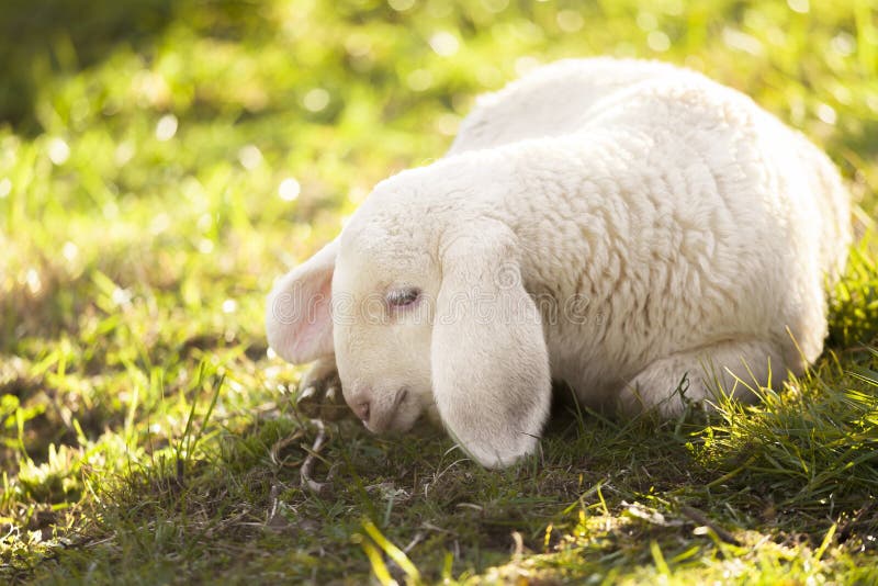 Lamm stockfoto. Bild von grün, tier, herding, flaumig - 49417480