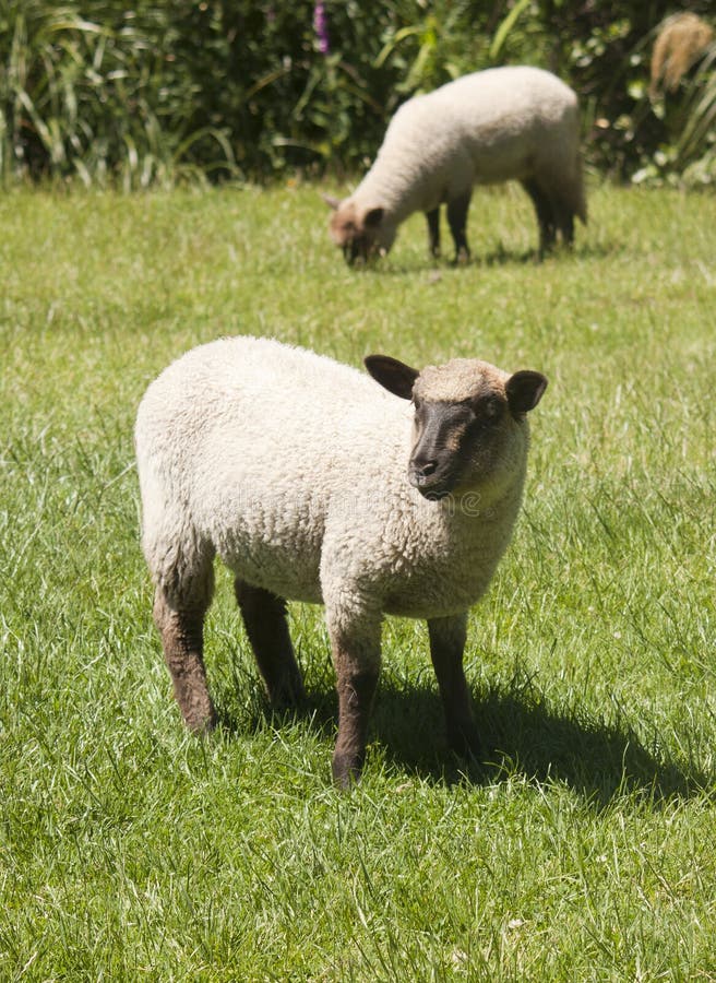 Får och lamm fotografering för bildbyråer. Bild av staket - 34661753