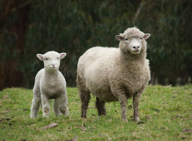 Lamm mit seiner Mutter stockbild. Bild von verletzbar - 13496053