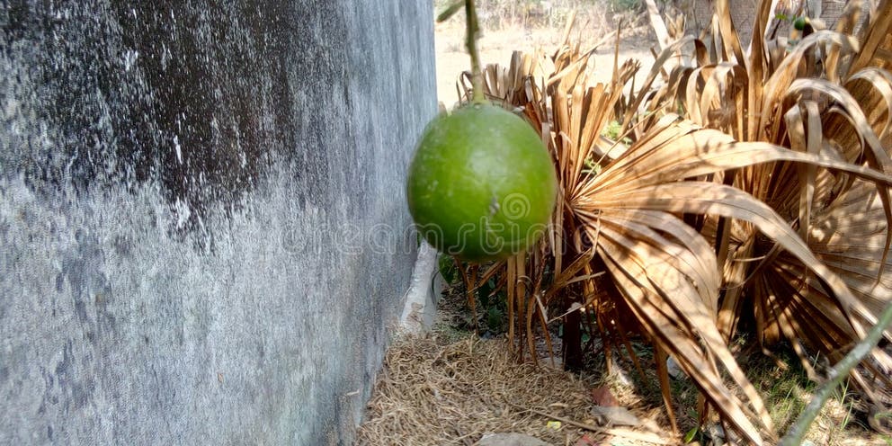 Lamone stock photo. Image of amazing, nice, flower, lamone - 149311260