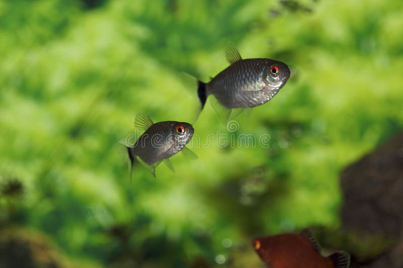 Lamp Eye Tetras 703966 stock photo. Image of freshwater - 13805944