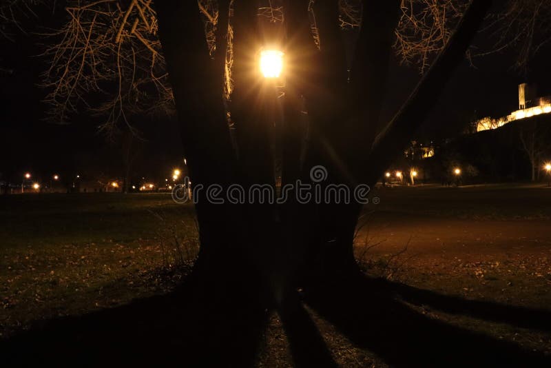 Lamp Light Shining through Big Tree Stock Image - Image of plants ...