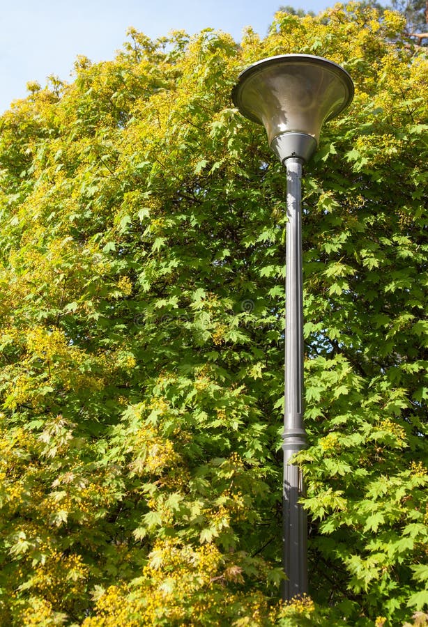 Lamp Post and Blooming Maples Stock Photo - Image of lamppost, abstract ...