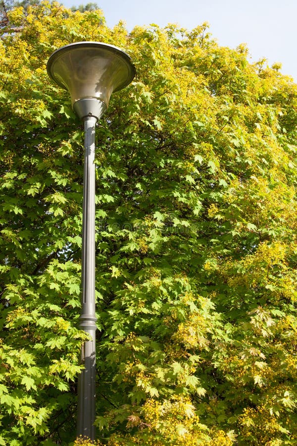 Lamp Post and Blooming Maples Stock Image - Image of leaves, lush ...