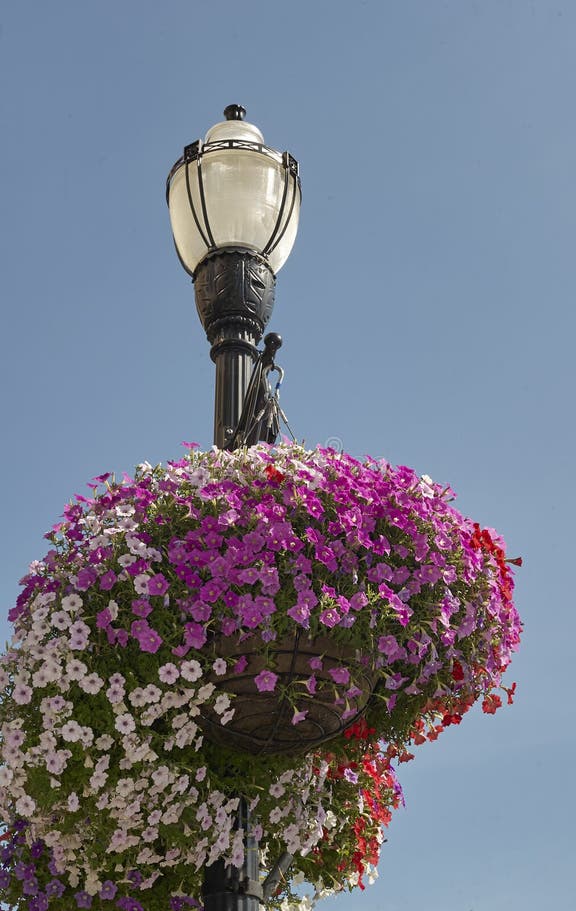 Lamp post flowers stock photo. Image of decoration, plant - 178719436