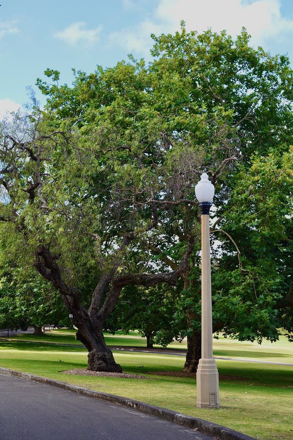 A Lamp Post Near the Trees in a Park Stock Photo - Image of nature ...